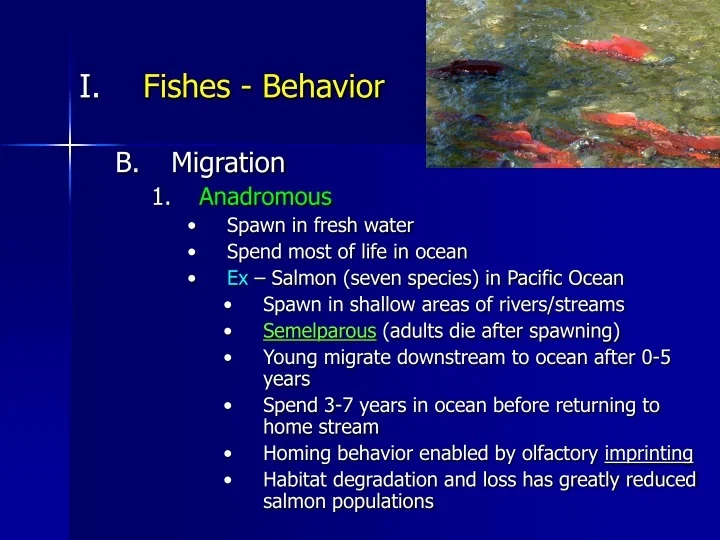 PPT - Fishes - Behavior Migration Anadromous Spawn in fresh water Spend ...