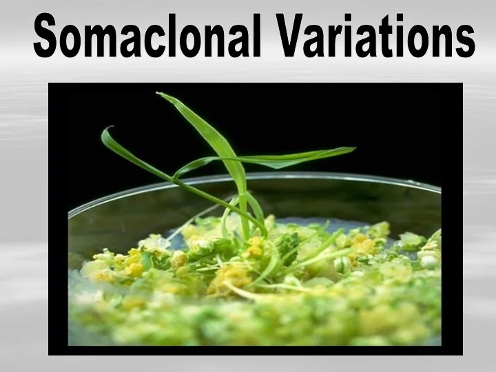PPT - Somaclonal Variations PowerPoint Presentation, free download - ID:9490876