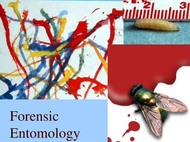 PPT - Forensic Entomology PowerPoint Presentation, free download - ID ...