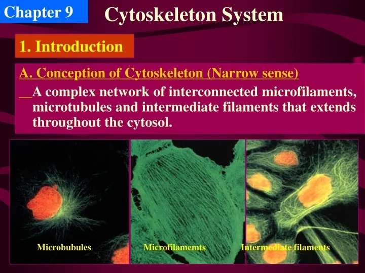 PPT - Cytoskeleton System PowerPoint Presentation, free download - ID ...