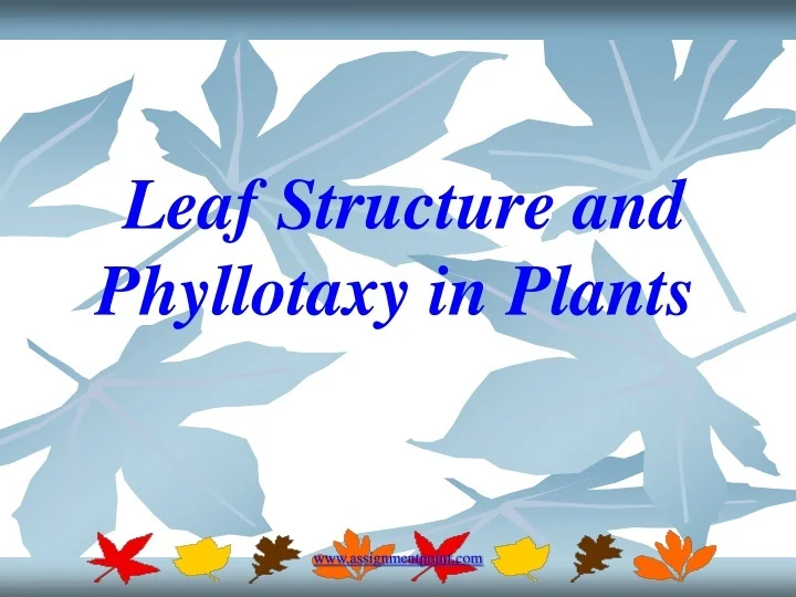PPT - Leaf Structure and Phyllotaxy in Plants . PowerPoint Presentation ...