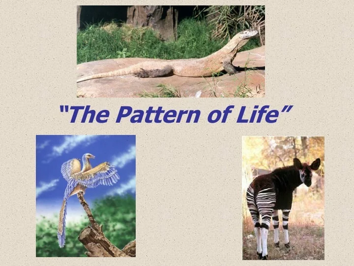 PPT - “The Pattern of Life” PowerPoint Presentation, free download - ID ...