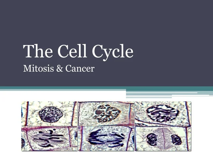 PPT - The Cell Cycle Mitosis & Cancer PowerPoint Presentation, free ...