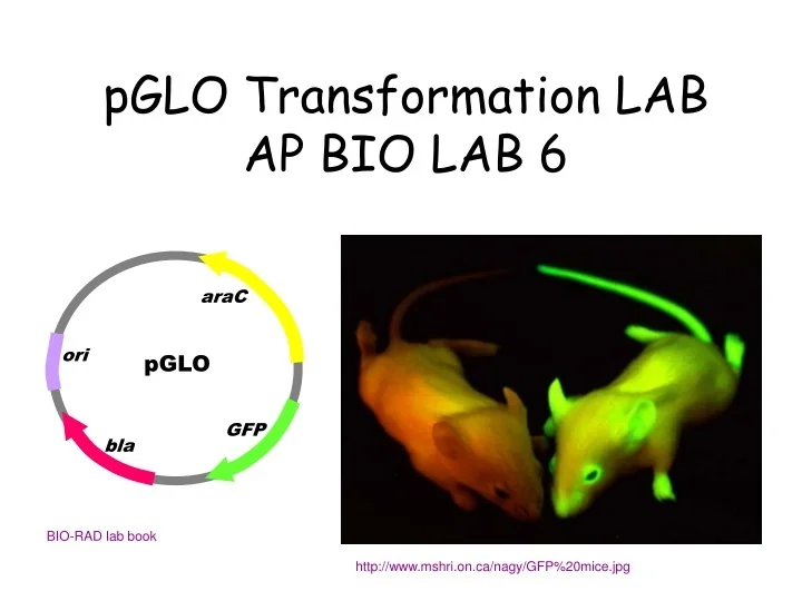 PPT - pGLO Transformation LAB AP BIO LAB 6 PowerPoint Presentation ...