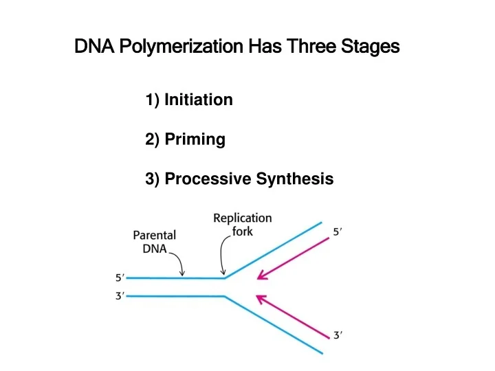 PPT - DNA Polymerization Has Three Stages PowerPoint Presentation, free ...
