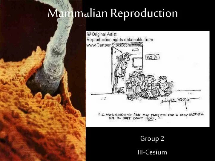 PPT - Mammalian Reproduction PowerPoint Presentation, free download ...