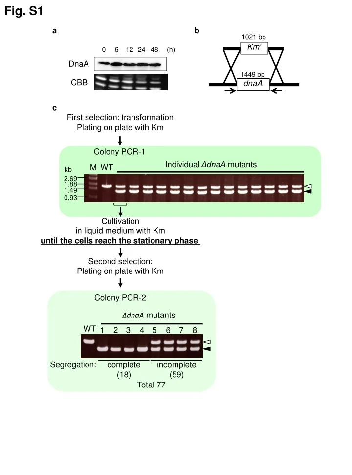 PPT - First selection: transformation Plating on plate with Km ...