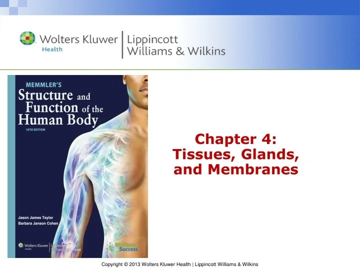 PPT - Chapter 4: Tissues, Glands, and Membranes PowerPoint Presentation ...