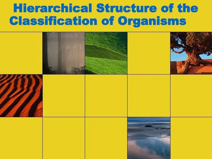 PPT - Hierarchical Structure of the Classification of Organisms ...