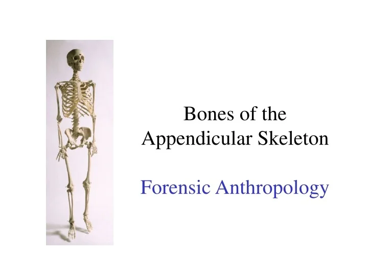 PPT - Bones of the Appendicular Skeleton Forensic Anthropology ...