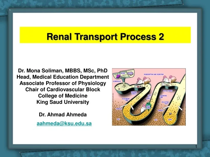 PPT - Renal Transport Process 2 PowerPoint Presentation, free download ...