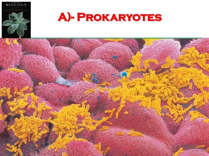 PPT - A)- Prokaryotes PowerPoint Presentation, free download - ID:9535125