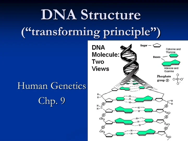PPT - DNA Structure (“transforming principle”) PowerPoint Presentation ...