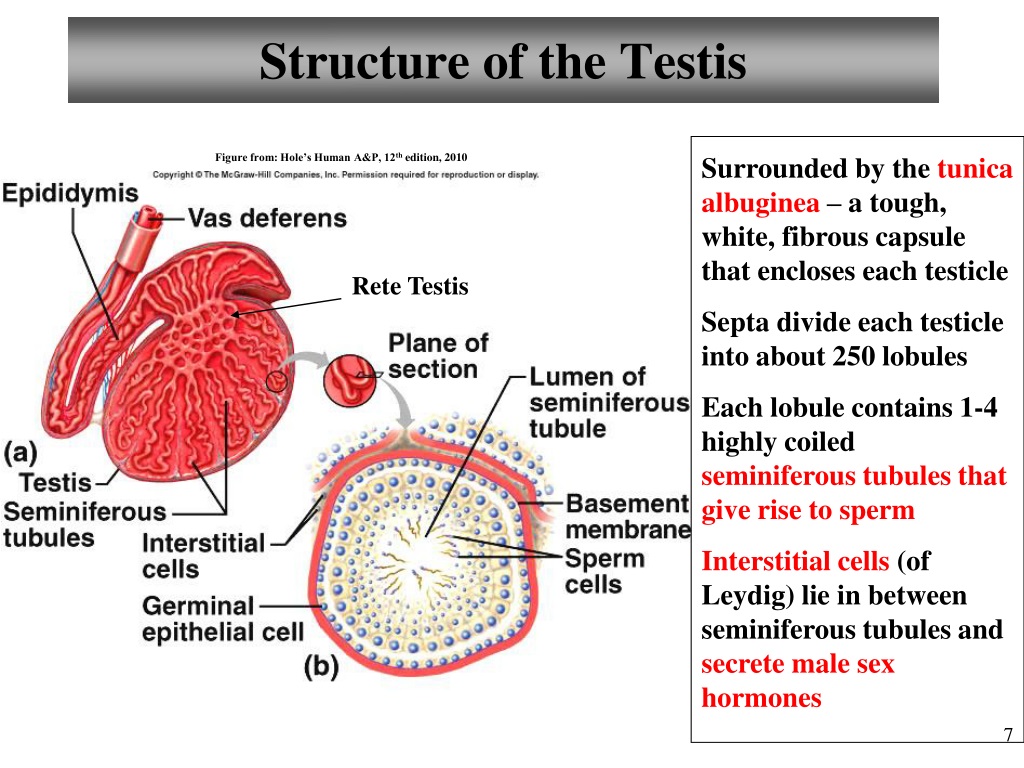 Ppt Chapter 27 Male Reproductive System Lecture 18 Part 1 Overview