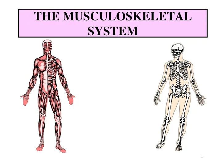 PPT - THE MUSCULOSKELETAL SYSTEM PowerPoint Presentation, free download ...