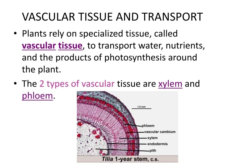 PPT - VASCULAR TISSUE AND TRANSPORT PowerPoint Presentation, free download - ID:9543038