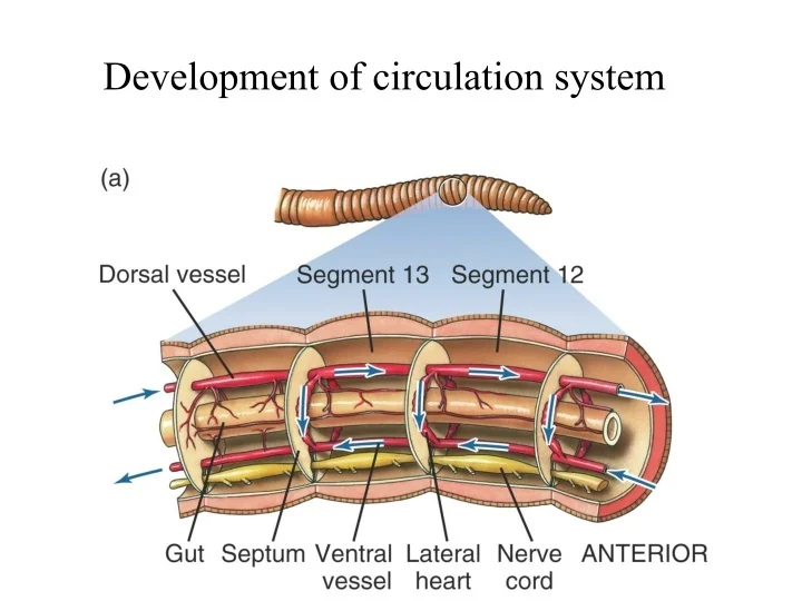 PPT - Development of circulation system PowerPoint Presentation, free ...