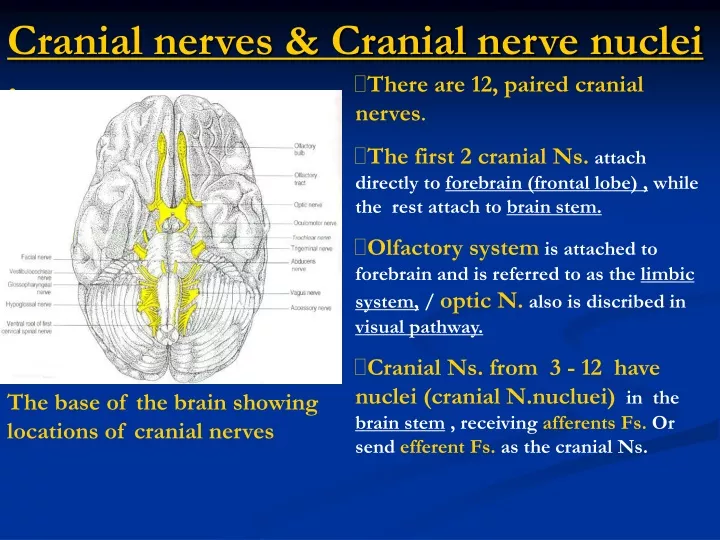 PPT - Cranial nerves & Cranial nerve nuclei : PowerPoint Presentation ... PPT - Cranial nerves & Cranial nerve nuclei : PowerPoint Presentation ...