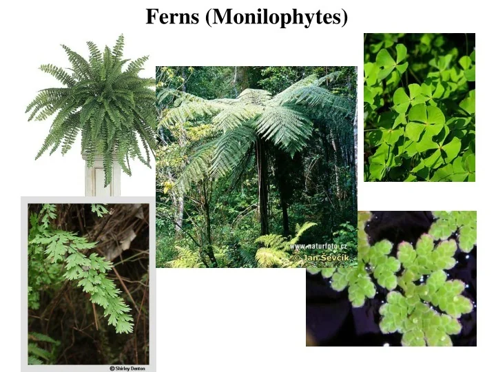 PPT - Ferns (Monilophytes) PowerPoint Presentation, free download - ID ...
