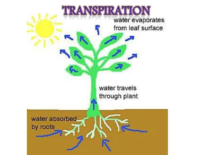 PPT - TRANSPIRATION PowerPoint Presentation, free download - ID:9553276