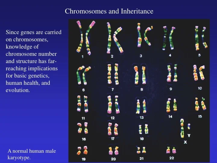 PPT - Chromosomes and Inheritance PowerPoint Presentation, free ...