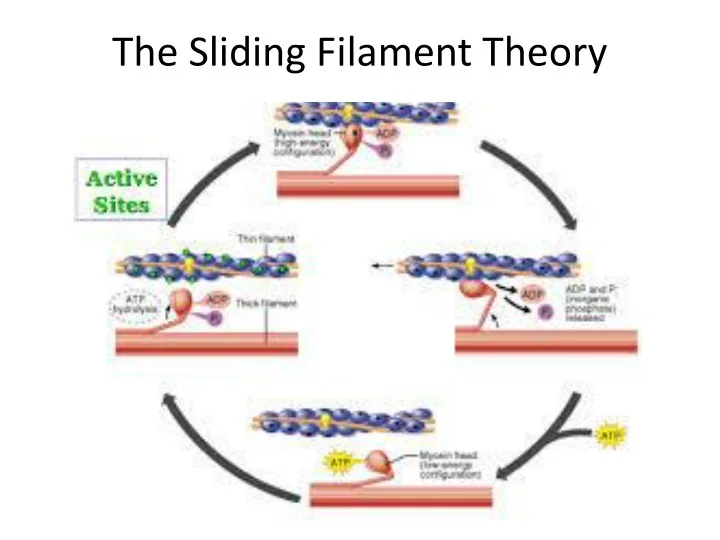 PPT - The Sliding Filament Theory PowerPoint Presentation, free ...