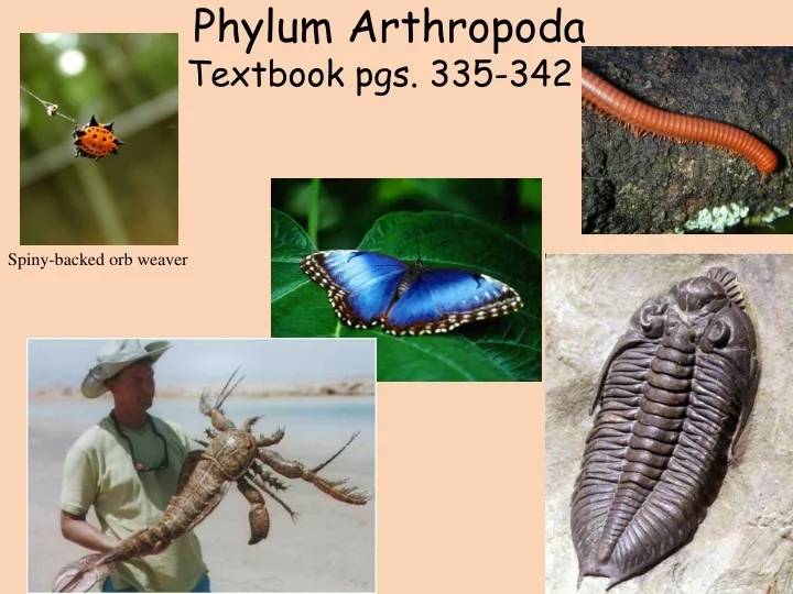 PPT - Phylum Arthropoda Textbook pgs. 335-342 PowerPoint Presentation ...