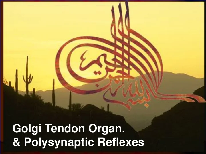 PPT - Golgi Tendon Organ. & Polysynaptic Reflexes PowerPoint ...