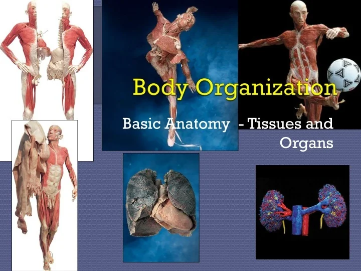 PPT - Body Organization PowerPoint Presentation, free download - ID:9575111
