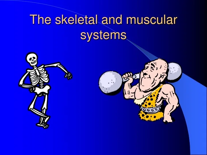 PPT - The skeletal and muscular systems PowerPoint Presentation, free ...