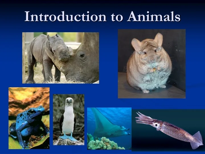 PPT - Introduction to Animals PowerPoint Presentation, free download ...