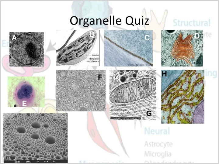 PPT - Organelle Quiz PowerPoint Presentation, free download - ID:9586510