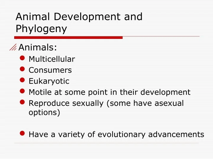 PPT - Animal Development and Phylogeny PowerPoint Presentation, free ...