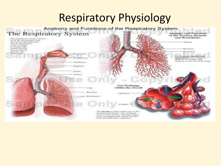 PPT - Respiratory Physiology PowerPoint Presentation, free download ...