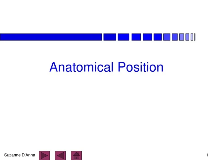 PPT - Anatomical Position PowerPoint Presentation, free download - ID ...