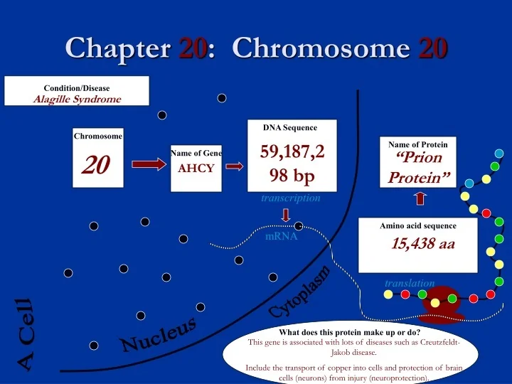 PPT - Chapter 20 : Chromosome 20 PowerPoint Presentation, free download ...