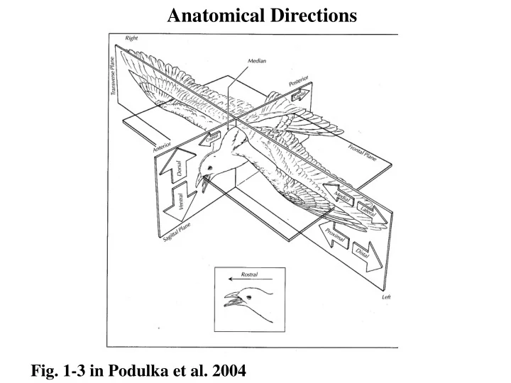 PPT - Anatomical Directions PowerPoint Presentation, free download - ID ...