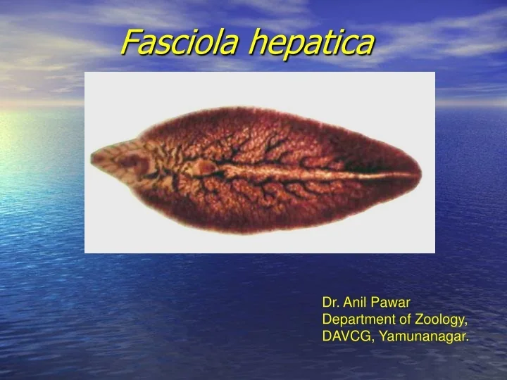 PPT - Fasciola hepatica PowerPoint Presentation, free download - ID:9590257
