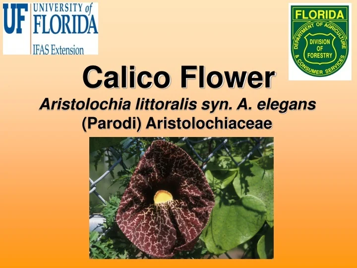 PPT - Calico Flower PowerPoint Presentation, free download - ID:9590504