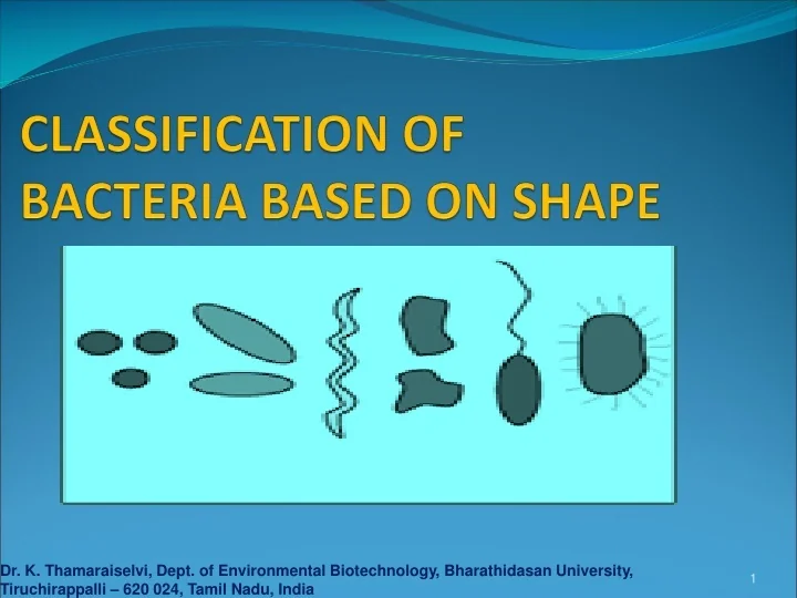 PPT - CLASSIFICATION OF BACTERIA BASED ON SHAPE PowerPoint Presentation ...