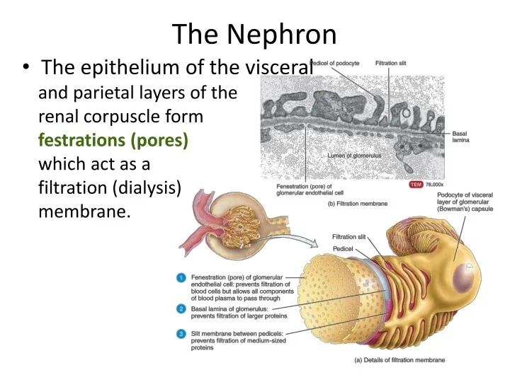 PPT - The Nephron PowerPoint Presentation, free download - ID:9595212