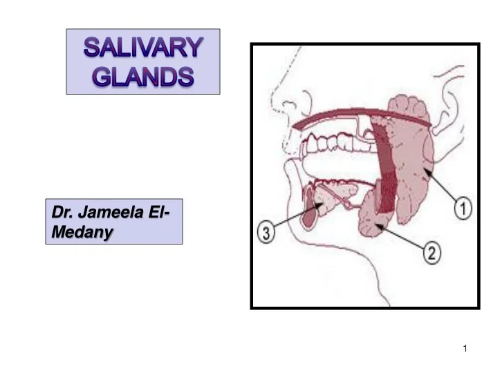 PPT - SALIVARY GLANDS PowerPoint Presentation, free download - ID:9599085