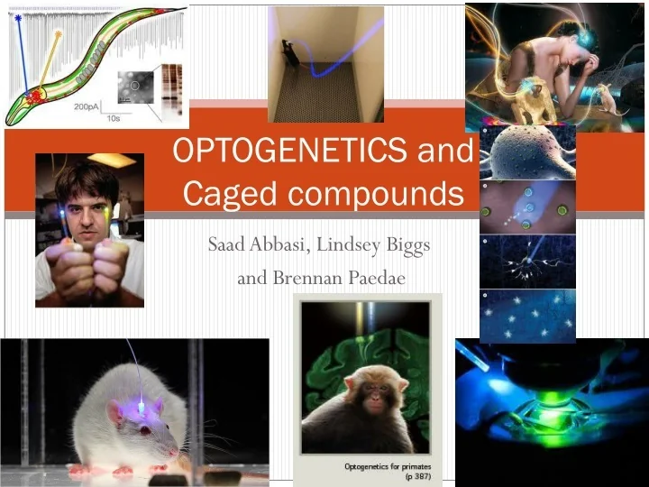 PPT - OPTOGENETICS and Caged compounds PowerPoint Presentation, free download - ID:9599358