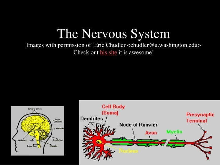PPT - Neuron Structure PowerPoint Presentation, free download - ID:9600512