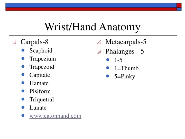 PPT - Wrist/Hand Anatomy PowerPoint Presentation, free download - ID ...