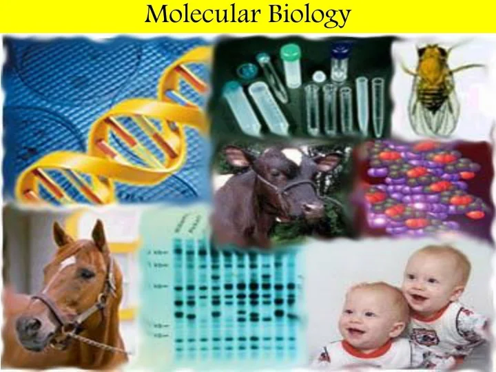 PPT - Molecular Biology PowerPoint Presentation, free download - ID:9606049