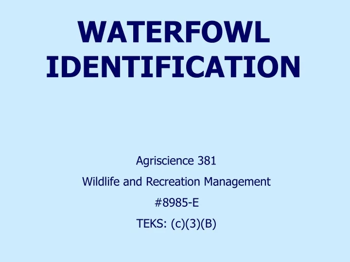 PPT - WATERFOWL IDENTIFICATION PowerPoint Presentation, free download ...