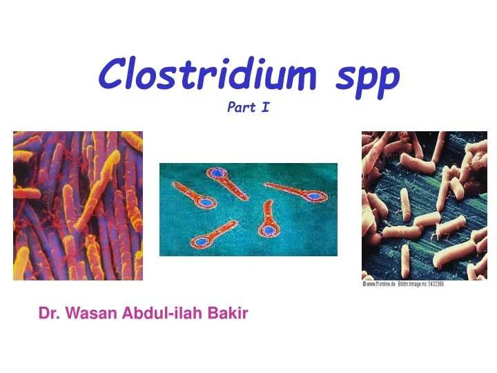 PPT - Clostridium spp Part I PowerPoint Presentation, free download ...