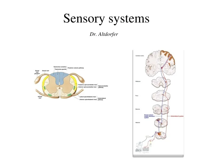 PPT - Sensory systems PowerPoint Presentation, free download - ID:9632881