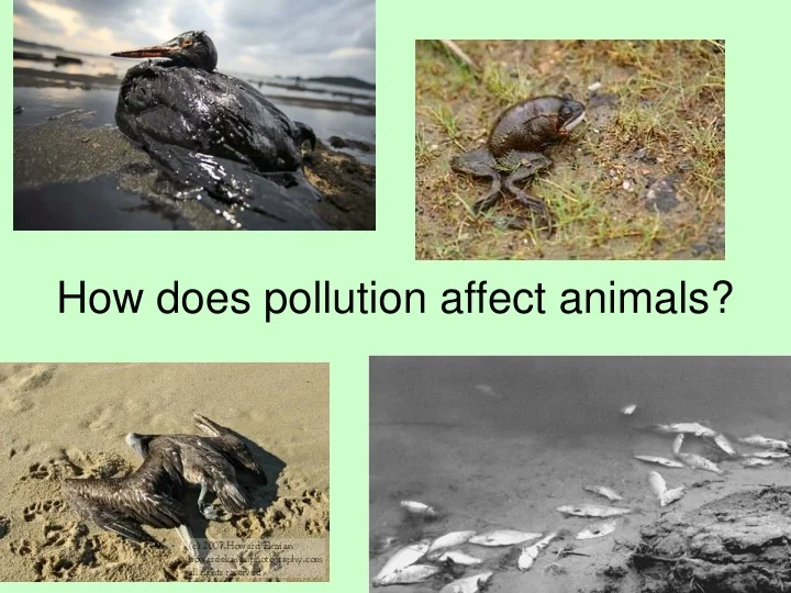 PPT - How does pollution affect animals? PowerPoint Presentation, free ...